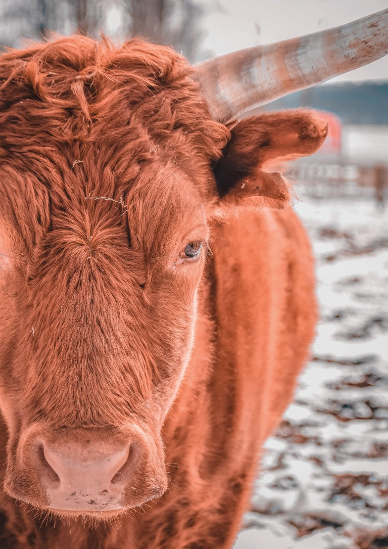 Gentle Giant – froheyo