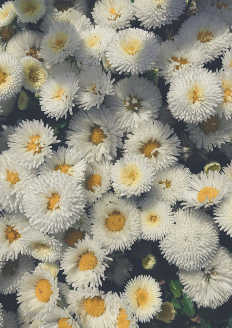 Daisy Dreams – froheyo