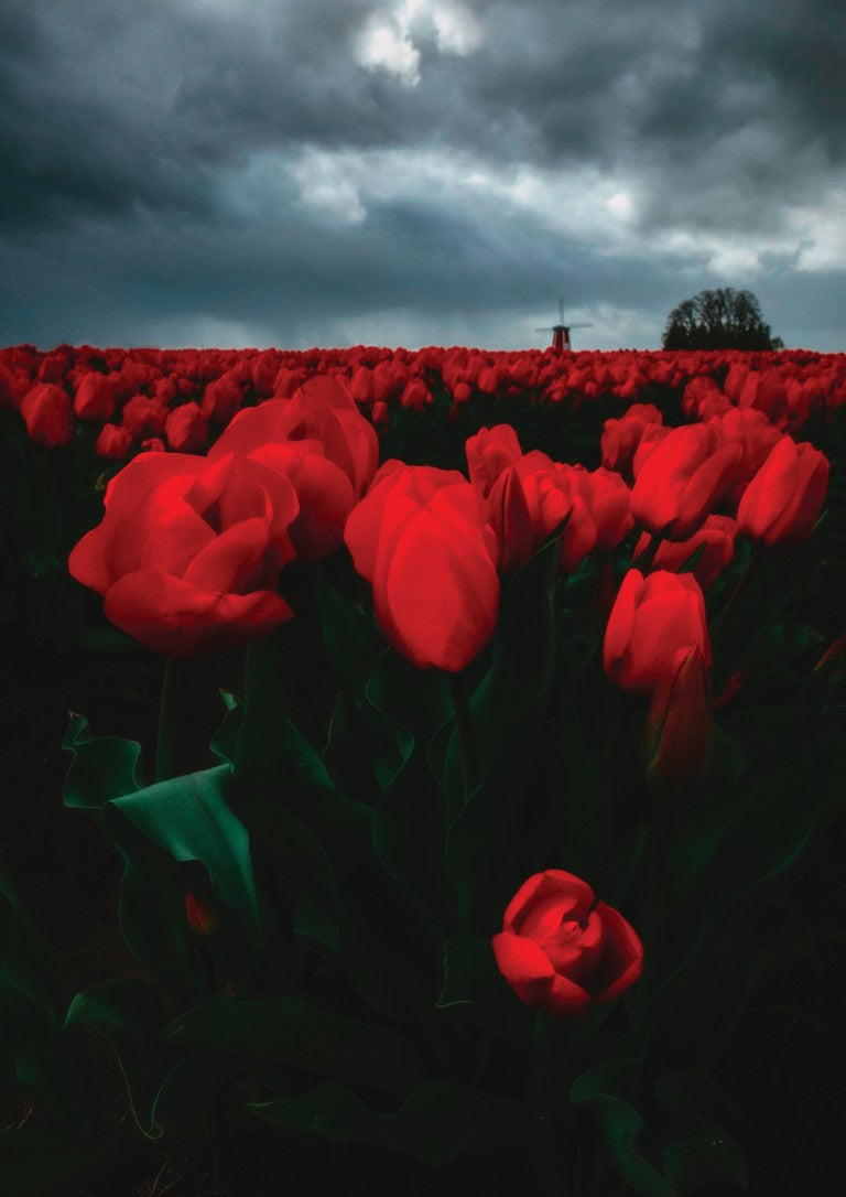 Scarlet Fields – froheyo